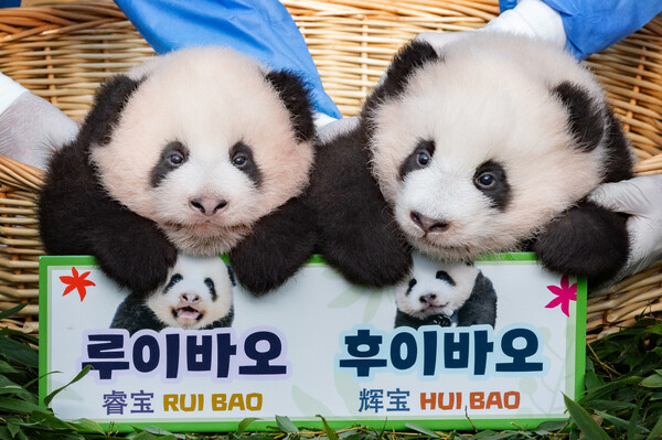 "건강하고 지혜로운" 70만 국민투표로 결정된 쌍둥이 바오의 이름이 결정됐고, 찰떡처럼 잘 어울린다(사진 多)