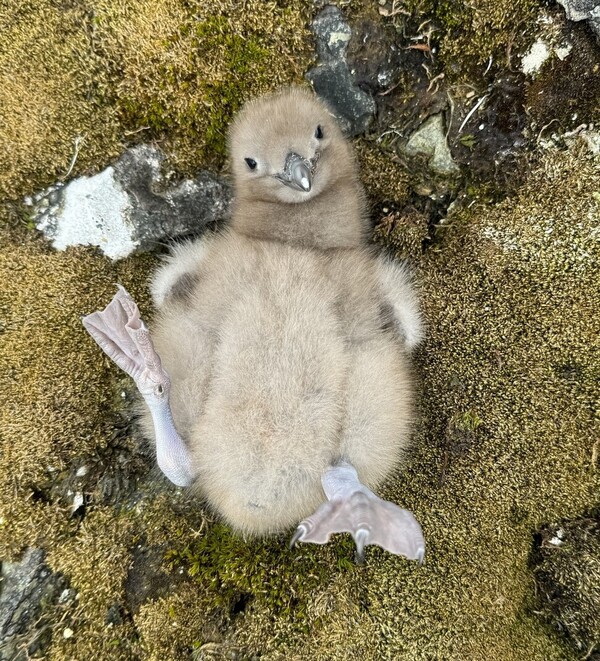 지구의 끝에서 '극지 사진 콘테스트 수상작' 사진 촬영한 사람들의 정체: 남북과 북극의 심상치 않은 변화를 느끼는 바로 이 사람들이었다